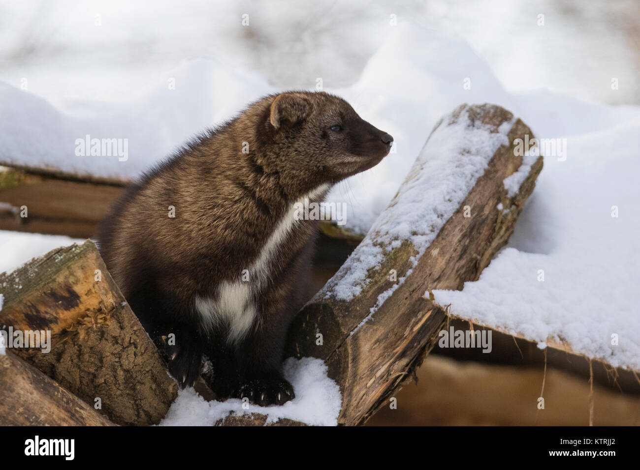 The fisher (Pekania pennanti) in winter Stock Photo - Alamy