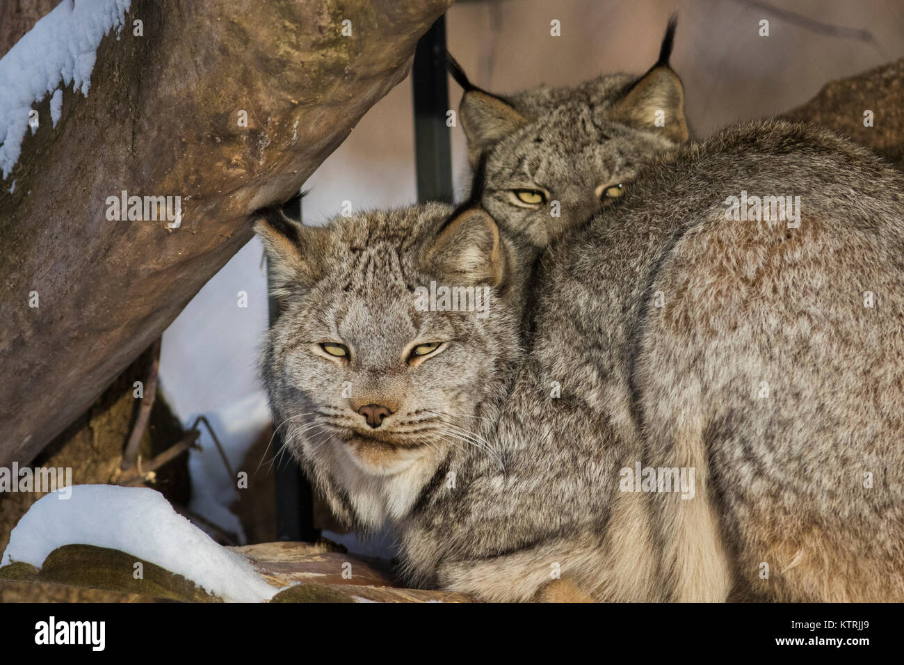 canada lynx in winter Stock Photo - Alamy