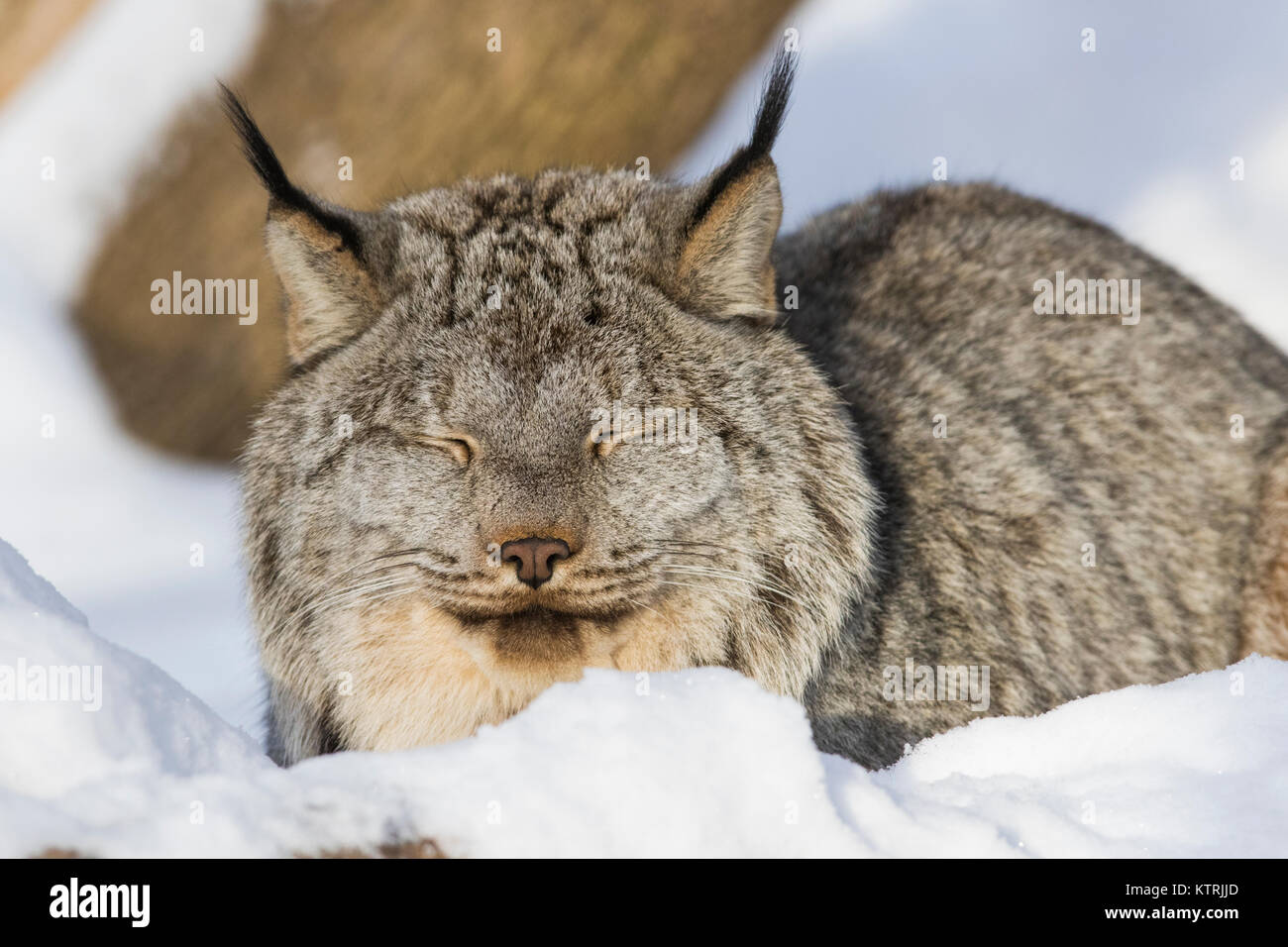 Canada lynx lynx canadensis pair hi-res stock photography and images ...