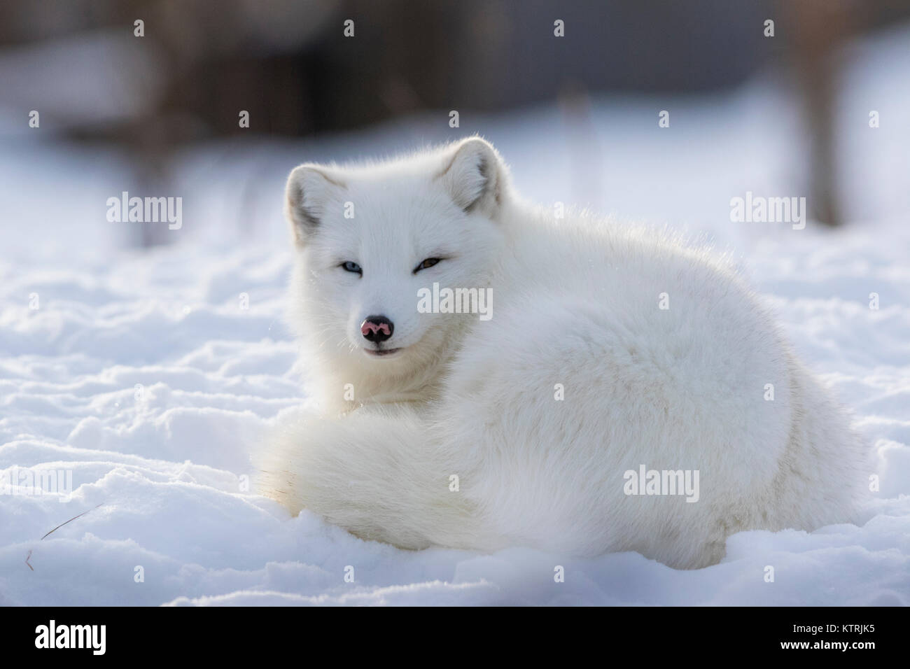 Arctic fox in winter Stock Photo - Alamy