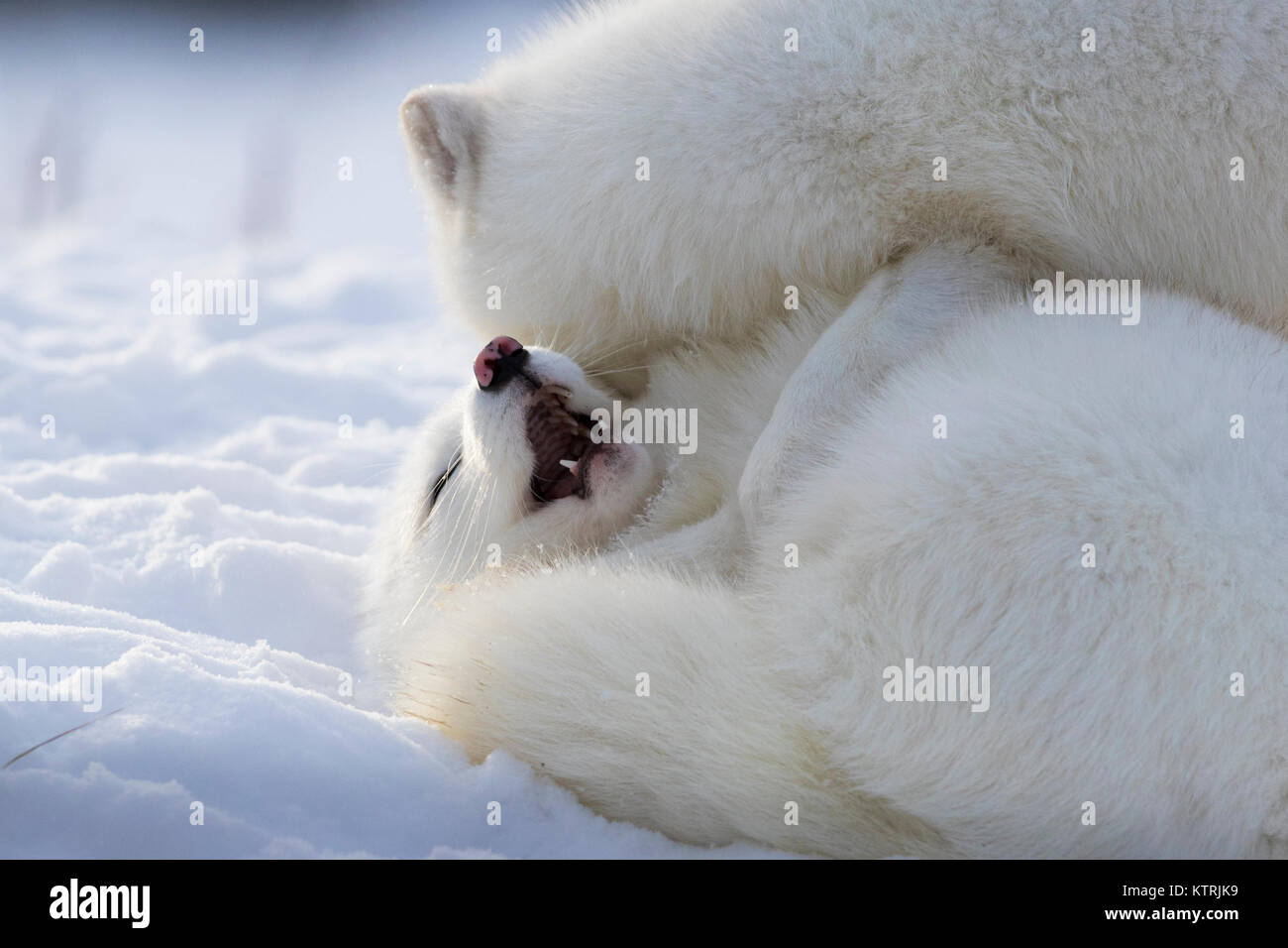 Arctic fox fighting in winter Stock Photo - Alamy