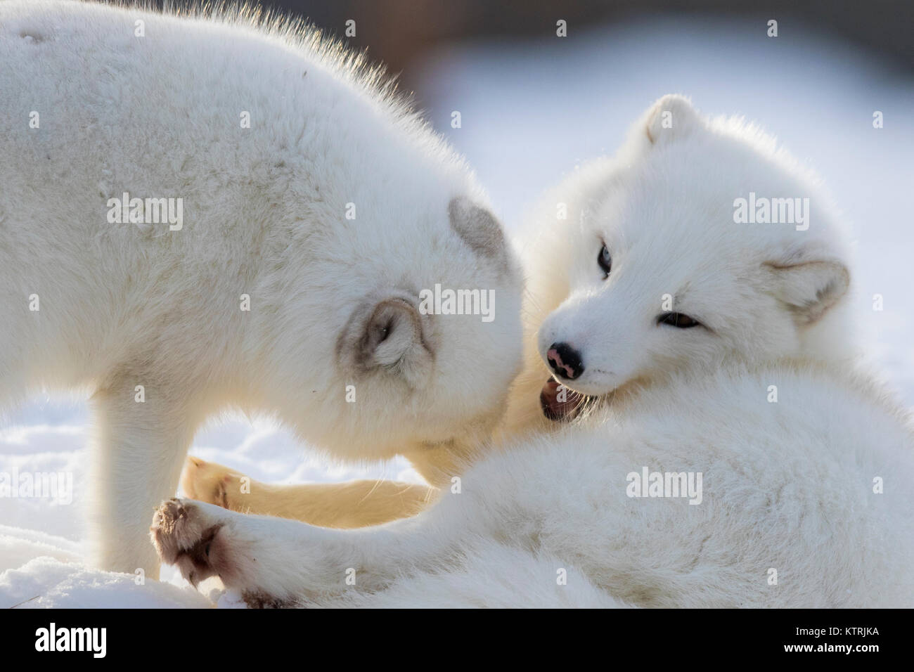 Quebec arctic fox hi-res stock photography and images - Alamy