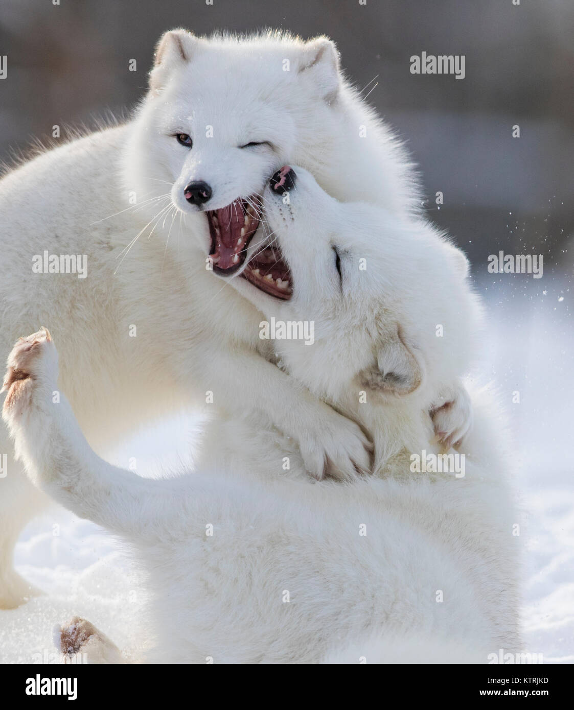 Arctic fox fighting in winter Stock Photo - Alamy