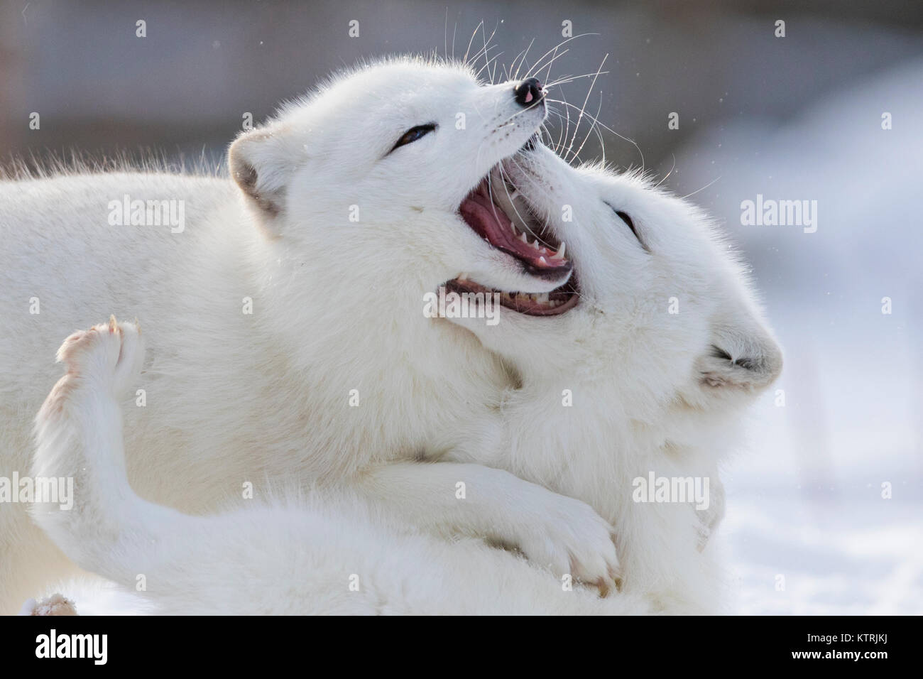 Arctic fox fighting in winter Stock Photo - Alamy