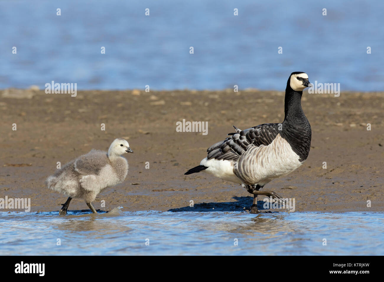 Young barnacle goose hi-res stock photography and images - Alamy