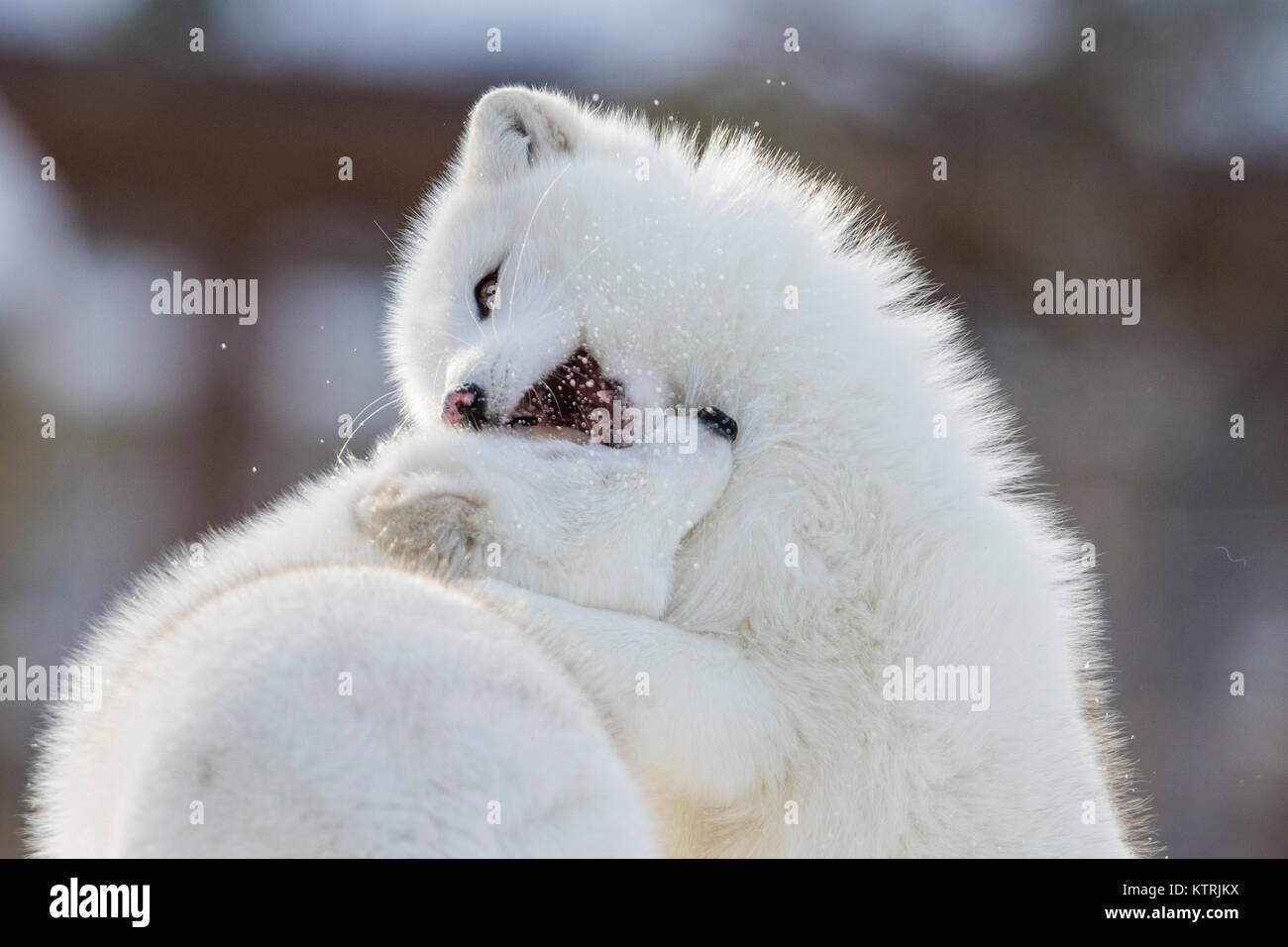 Arctic fox fighting in winter Stock Photo - Alamy