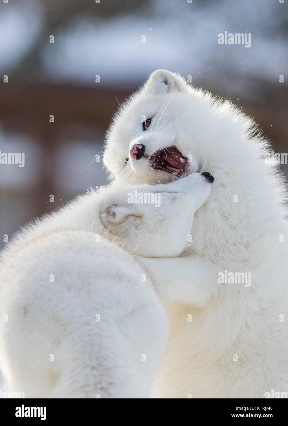Arctic fox fighting in winter Stock Photo - Alamy