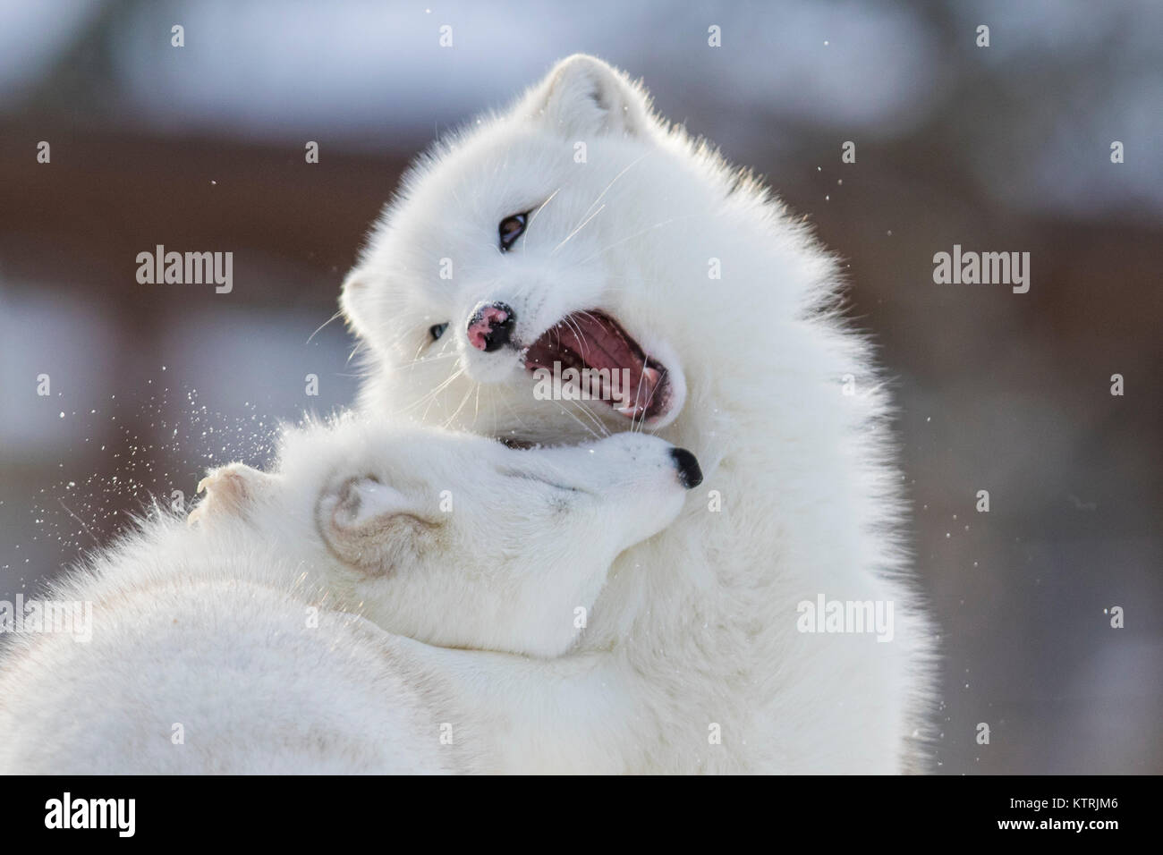 Arctic fox fighting in winter Stock Photo - Alamy