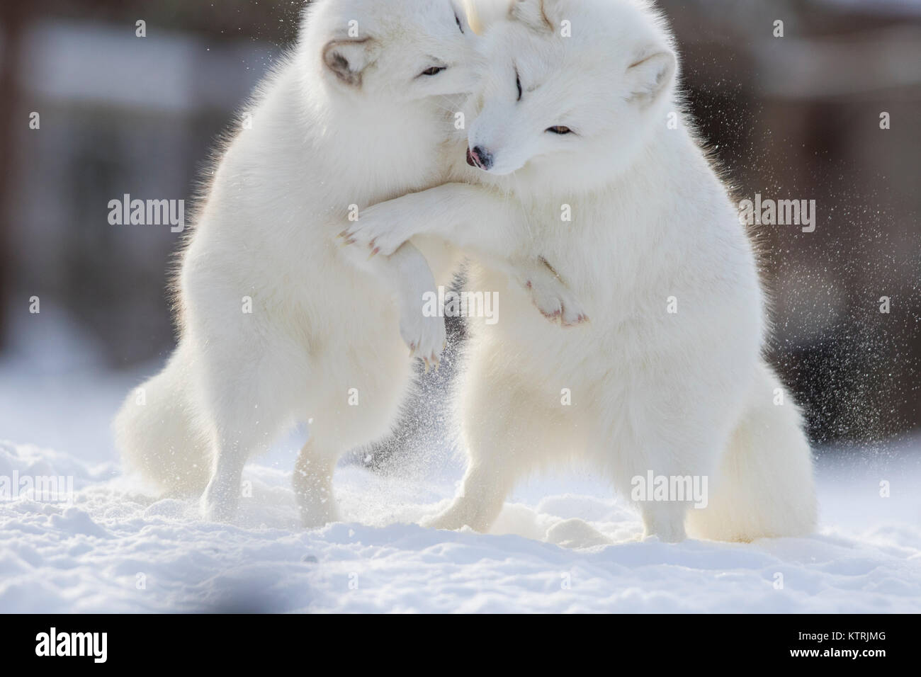 Arctic fox fighting in winter Stock Photo - Alamy