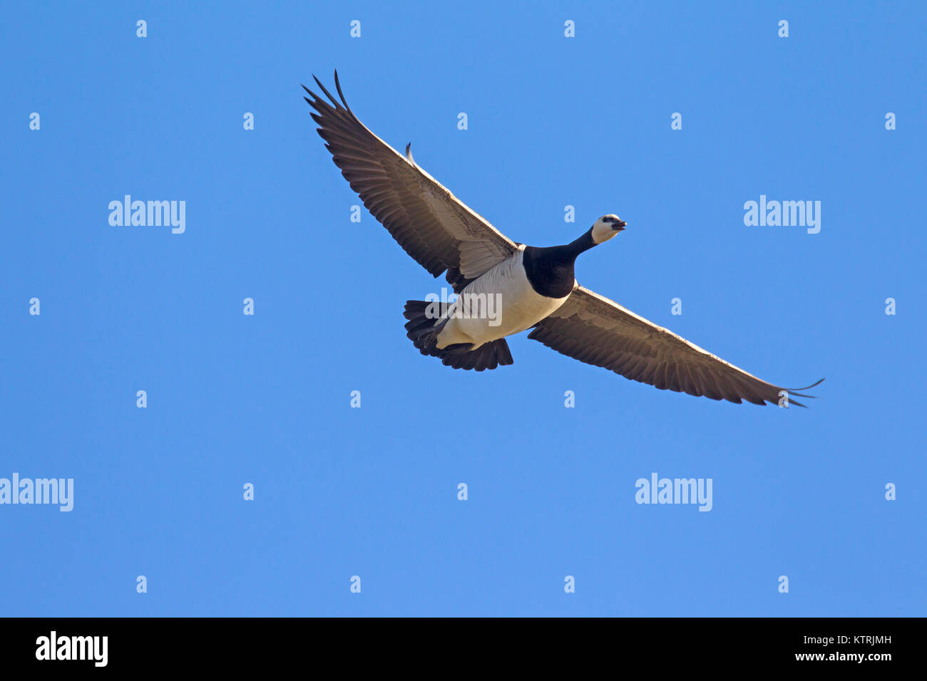 Barnacle goose (Branta leucopsis) calling while flying against blue sky ...