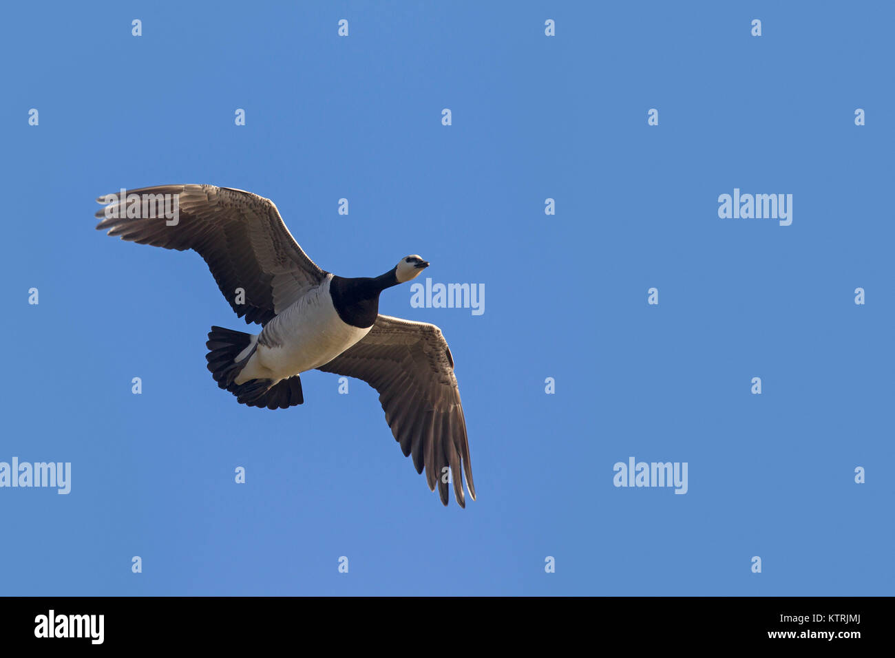 Barnacle goose (Branta leucopsis) in flight against blue sky Stock ...