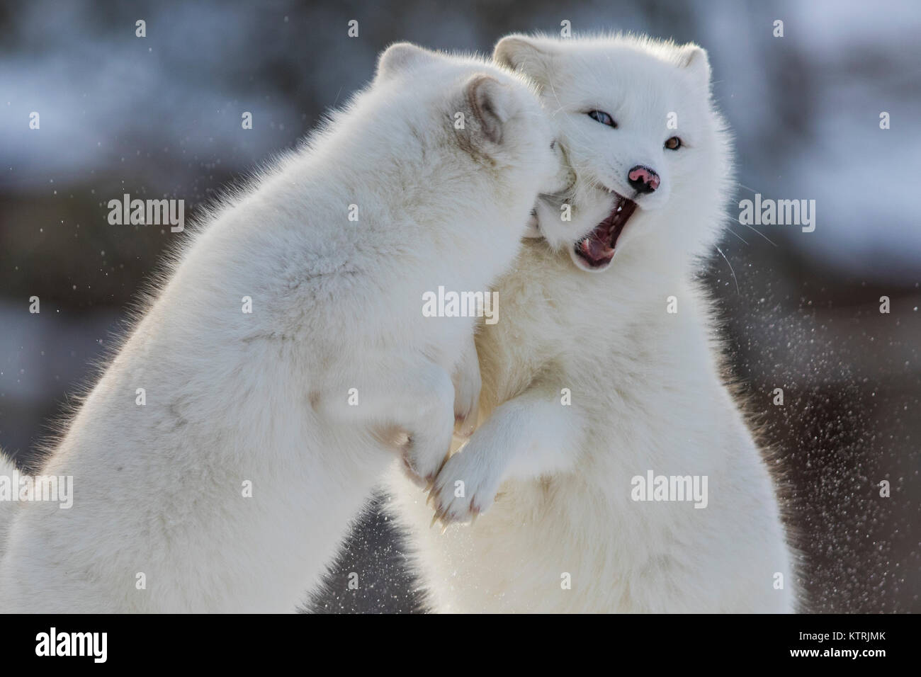 Arctic fox fighting in winter Stock Photo - Alamy