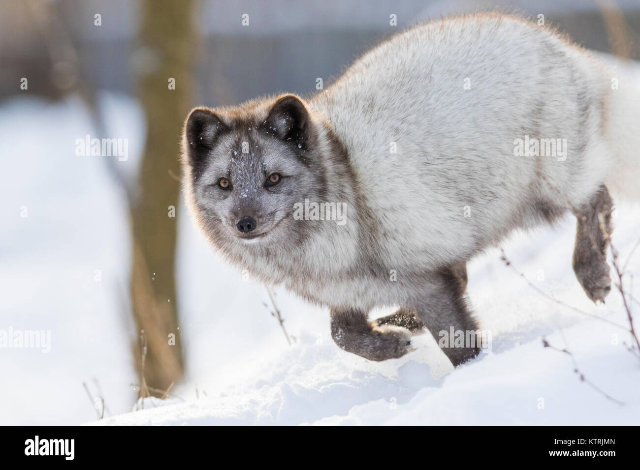 Silver fox fur coat hi-res stock photography and images - Alamy