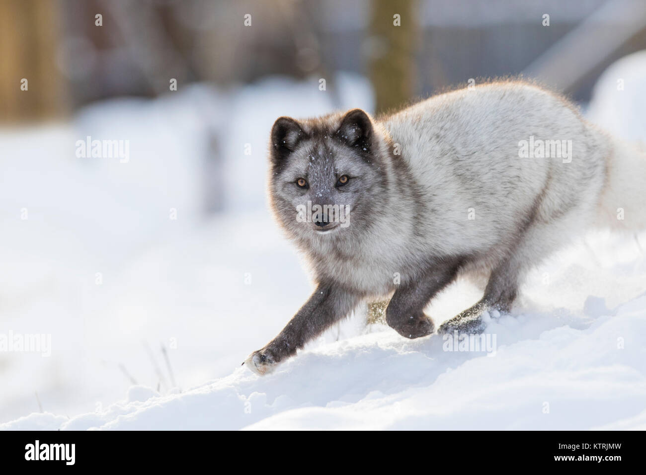 Silver fox fur coat hi-res stock photography and images - Alamy