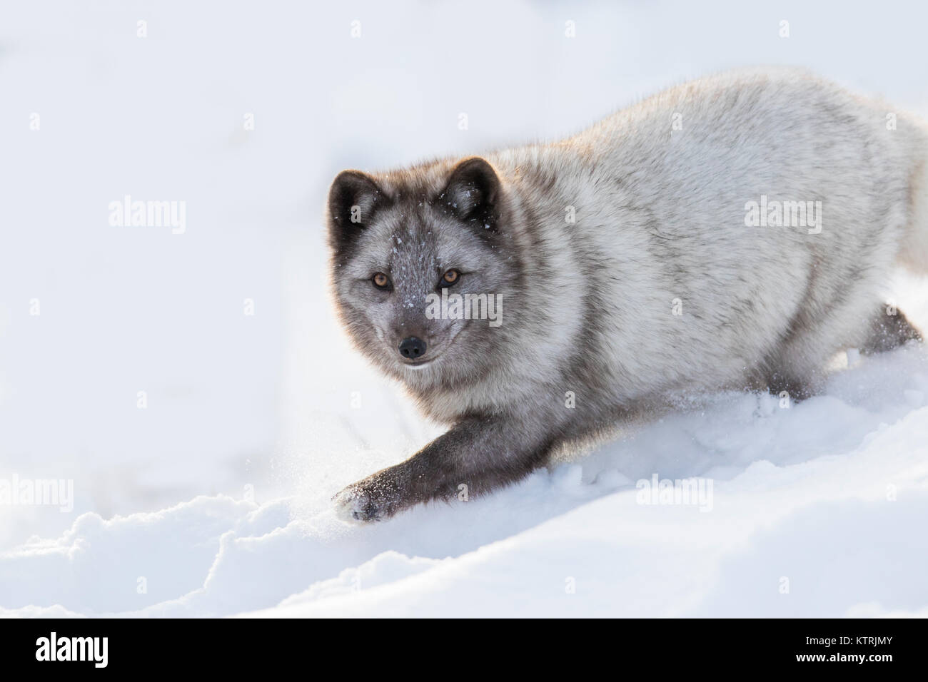 Hunting silver arctic fox Stock Photo - Alamy