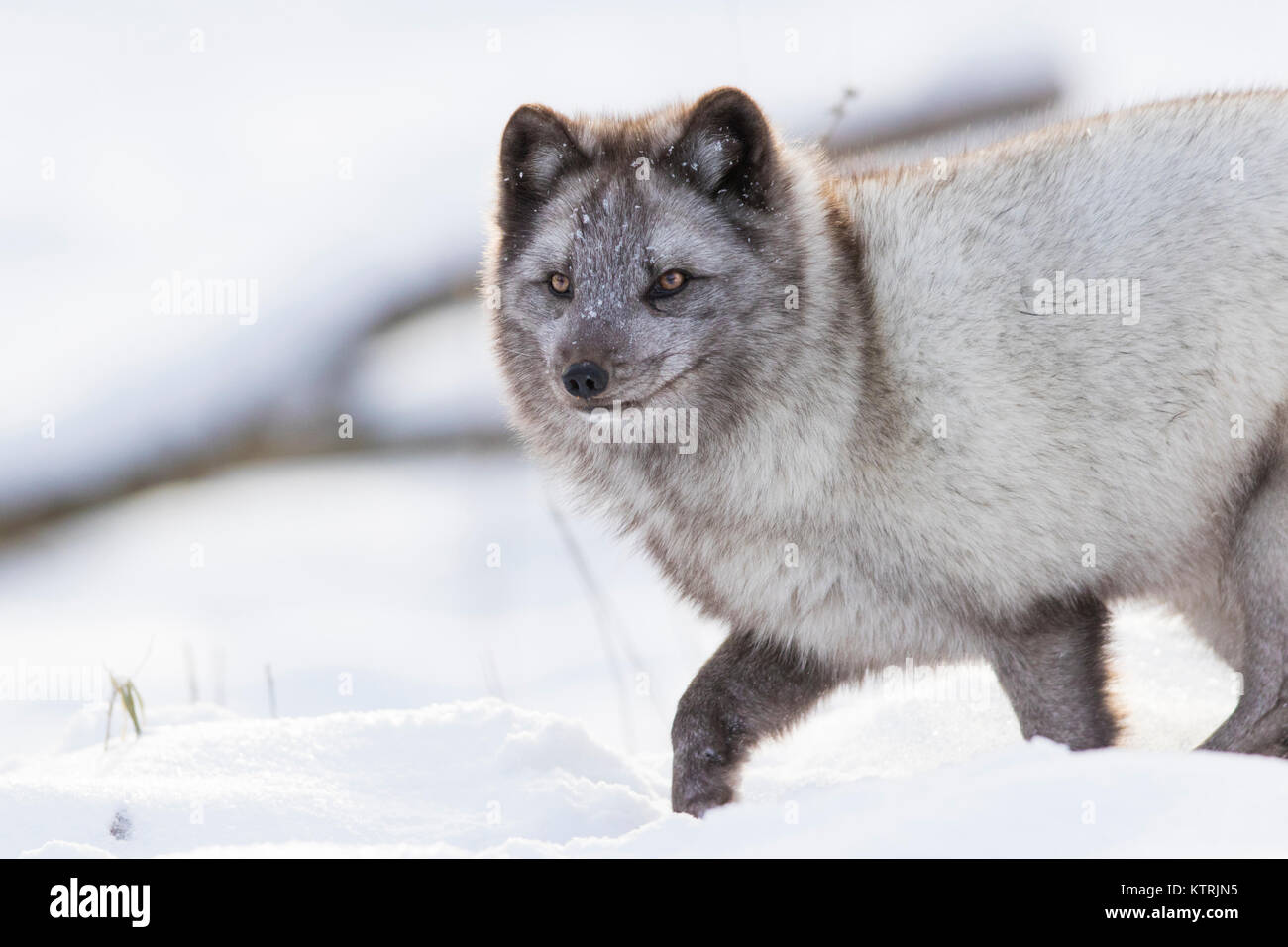 Hunting silver arctic fox Stock Photo - Alamy
