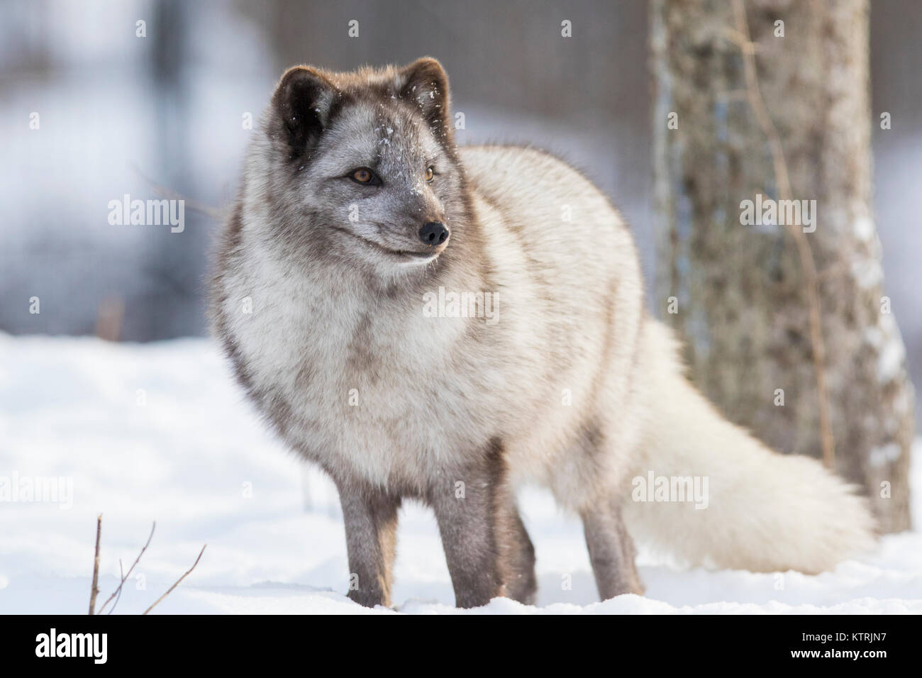 Silver fox fur coat hi-res stock photography and images - Alamy