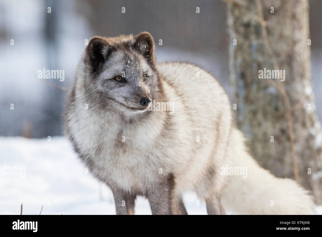 Hunting silver arctic fox Stock Photo - Alamy