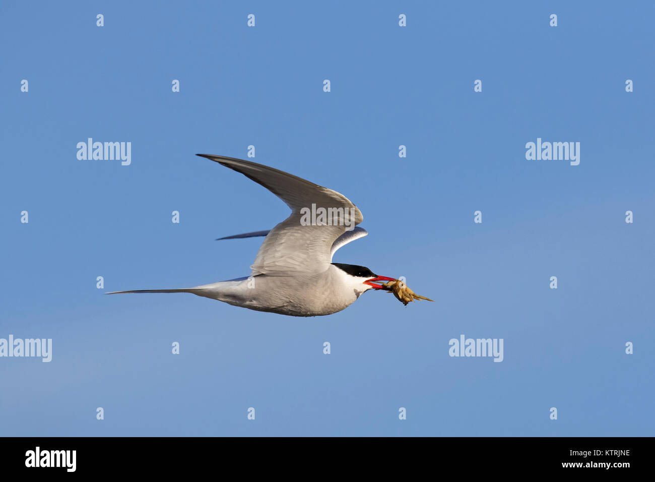 Arctic tern (Sterna paradisaea) with little crab in beak flying against ...