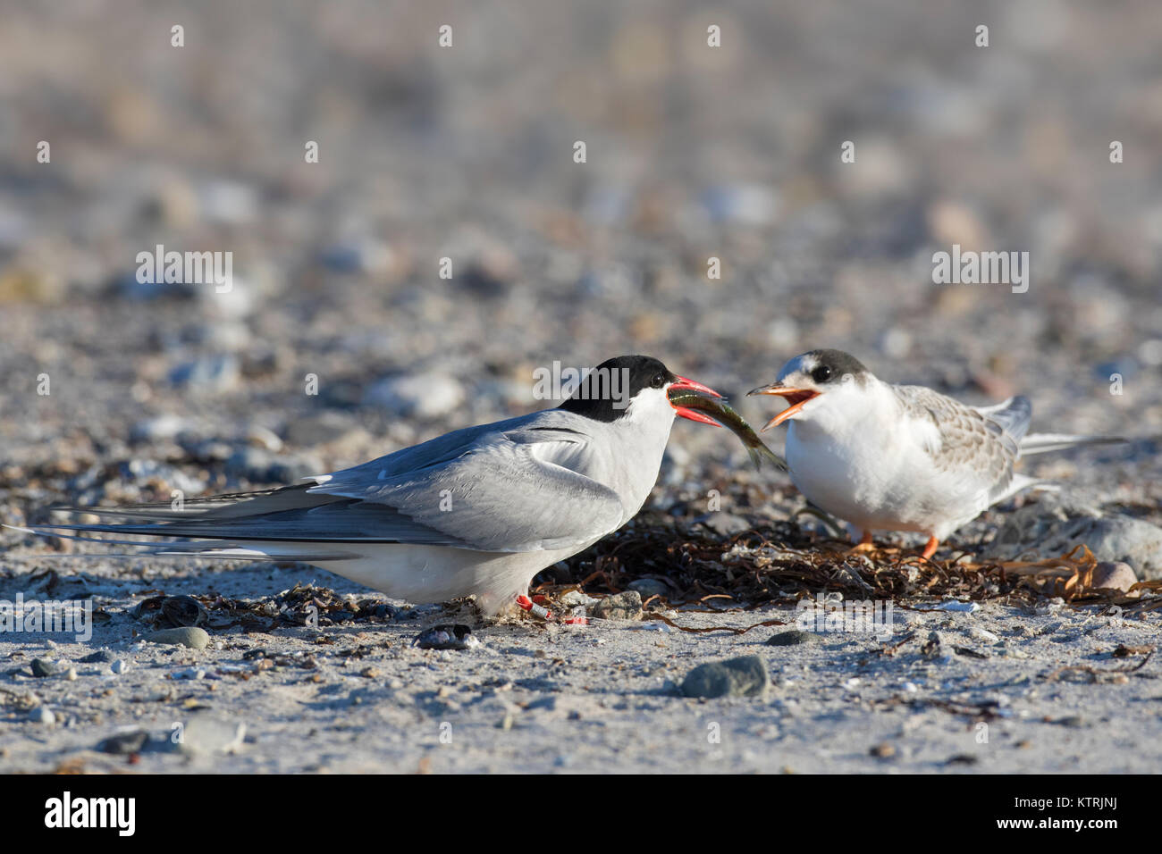 Arctic tern (Sterna paradisaea) feeding fish to chick on beach in ...