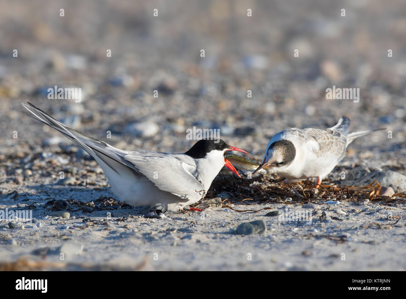 Arctic tern (Sterna paradisaea) feeding fish to chick on beach in ...