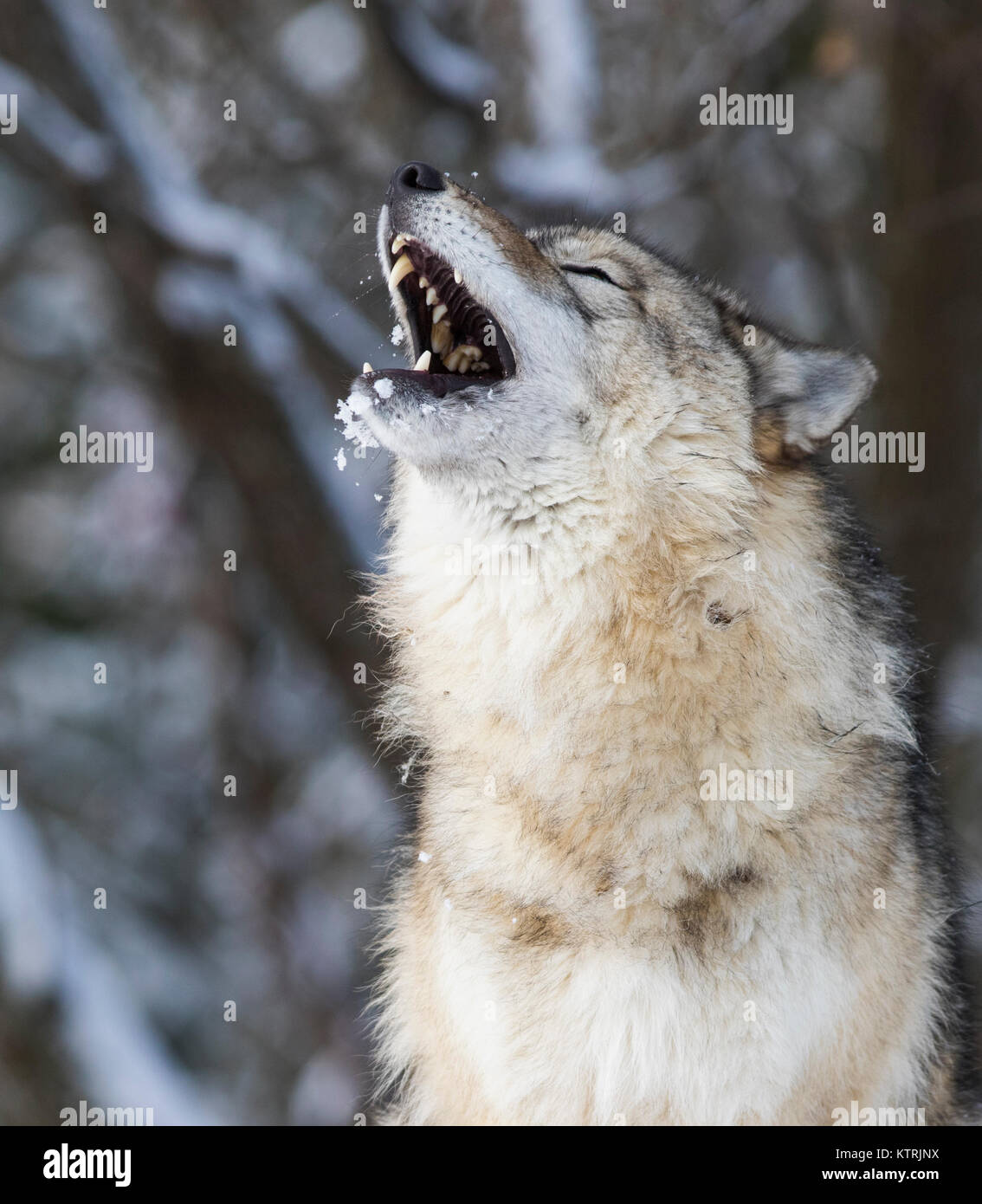 Grey wolf howling hi-res stock photography and images - Alamy