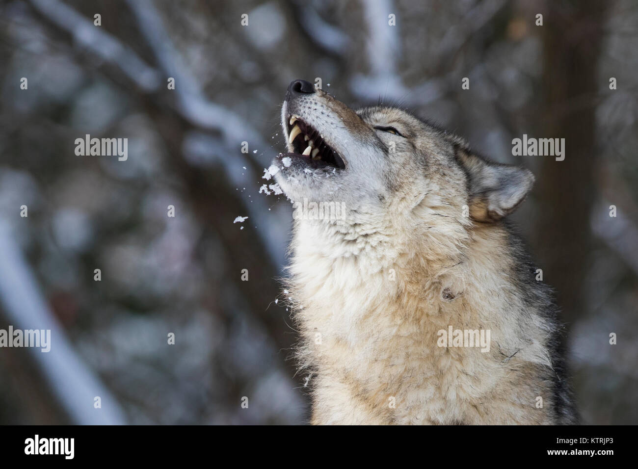 Gray Wolf Pack Howling