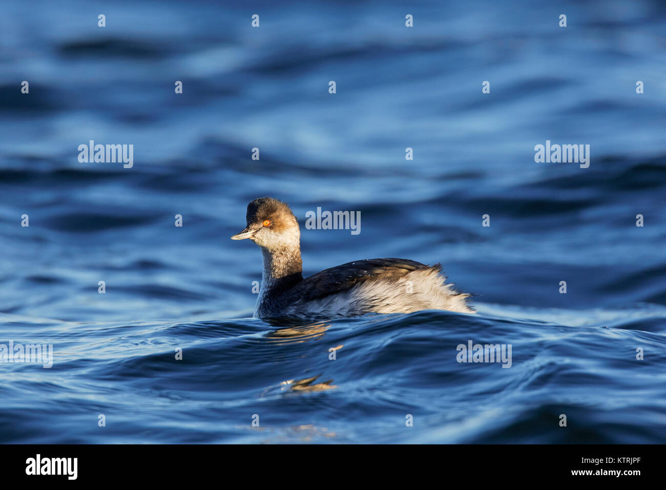 Black-necked grebe / eared grebe (Podiceps nigricollis) swimming in sea ...