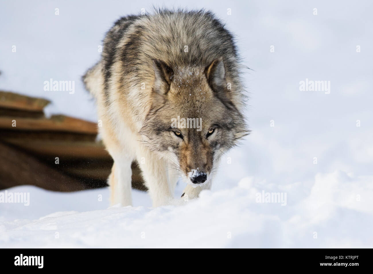 Timber wolf in winter Stock Photo - Alamy
