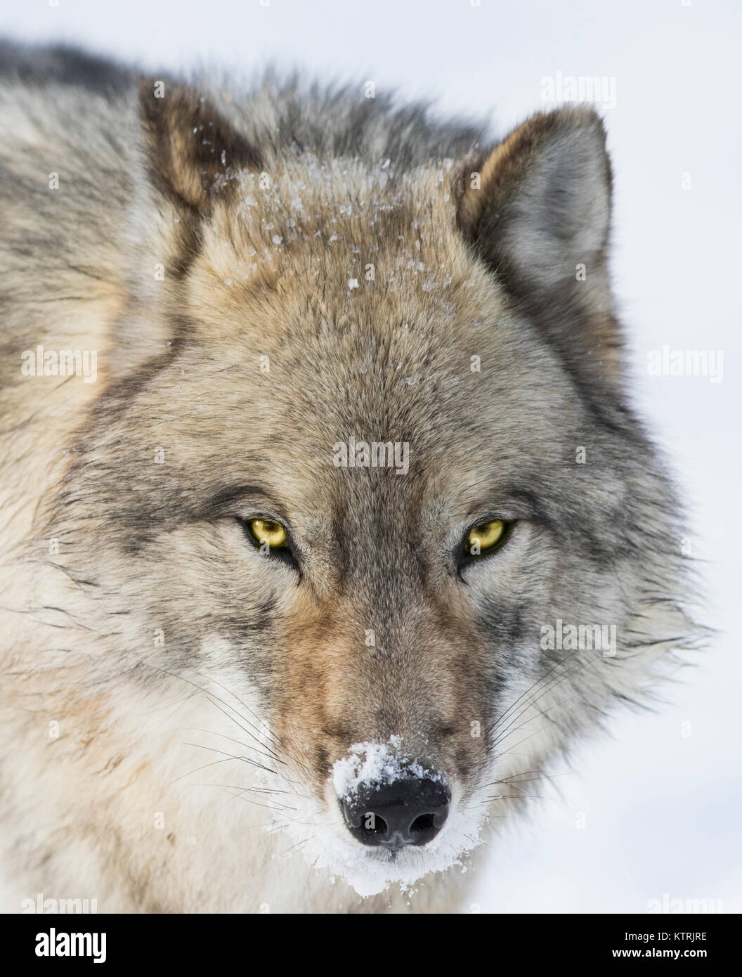 Timber wolf in winter Stock Photo - Alamy