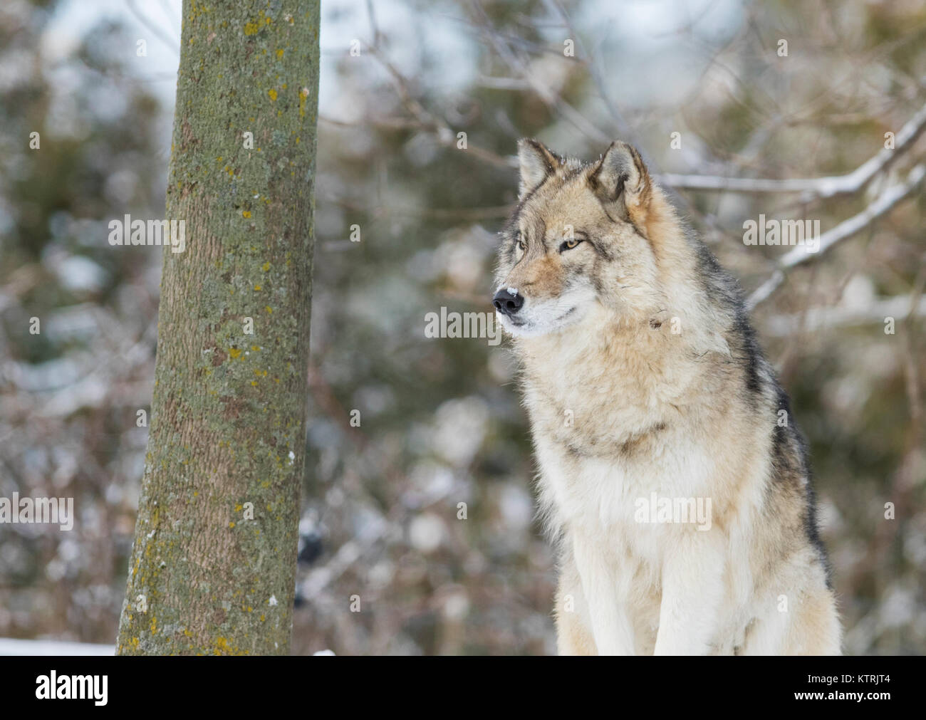 Timber wolf in winter hi-res stock photography and images - Alamy