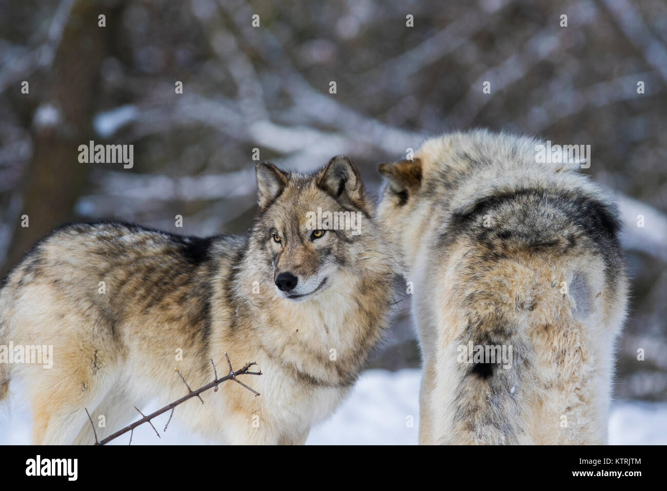 White timber wolf howling in hi-res stock photography and images - Alamy