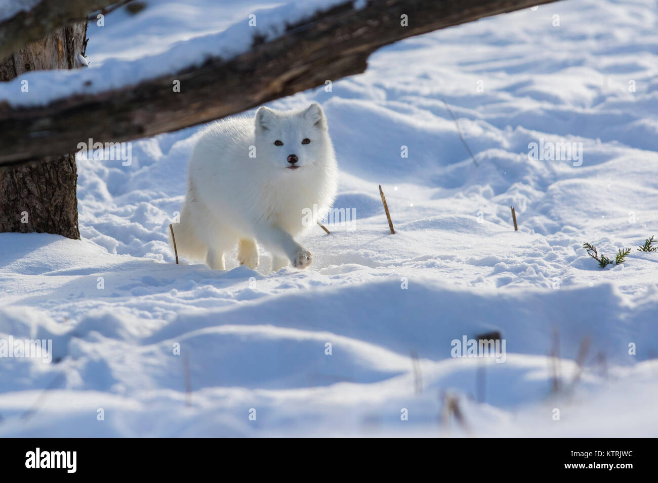 Arctic fox in winter Stock Photo - Alamy