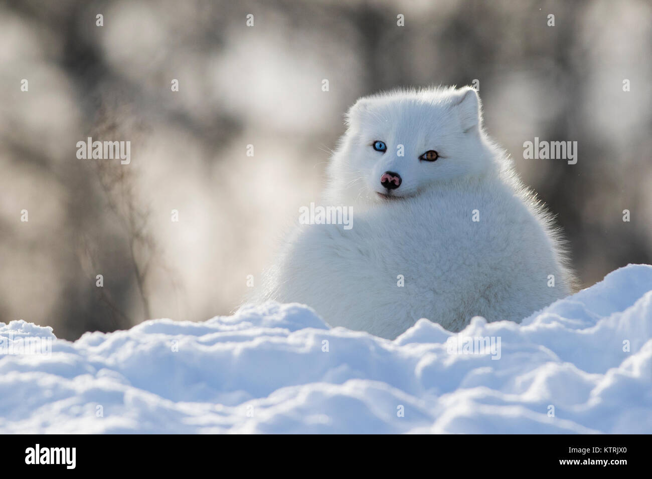 Cute Arctic Fox With Blue Eyes