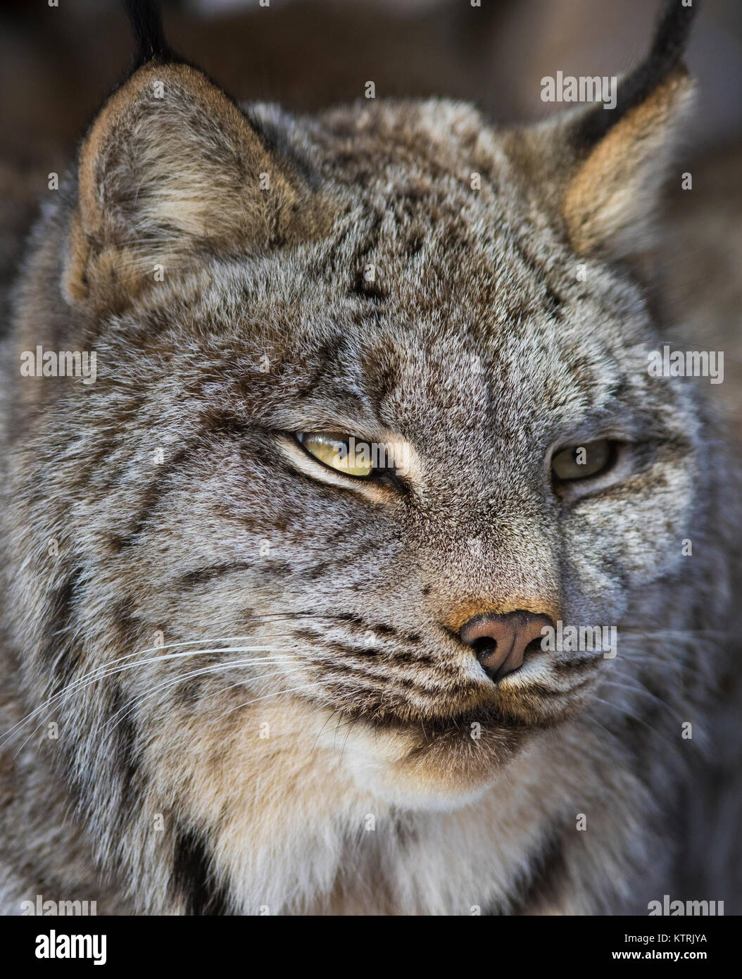 Canada lynx lynx canadensis pair hi-res stock photography and images ...