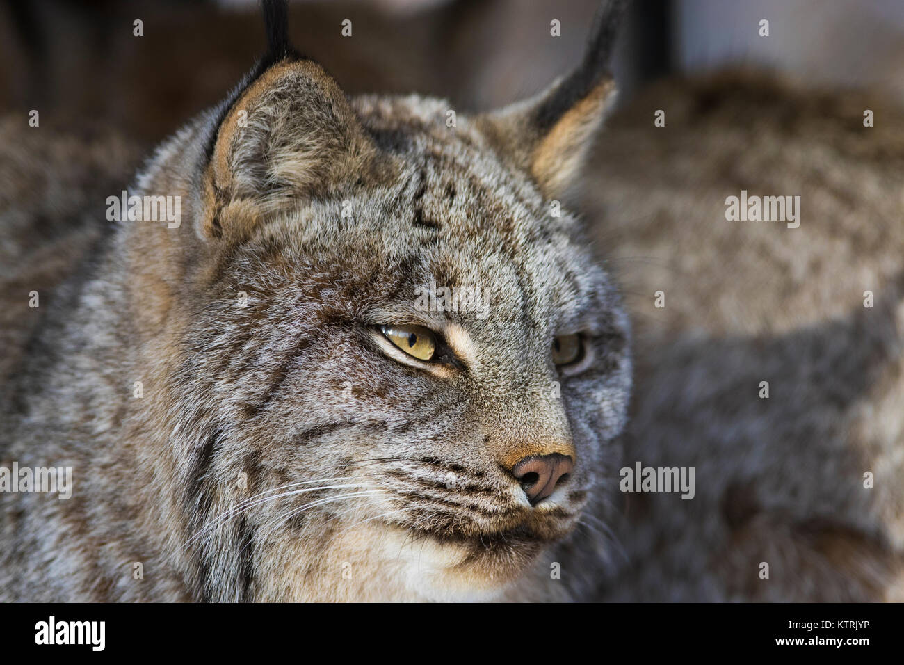 canada lynx in winter Stock Photo - Alamy