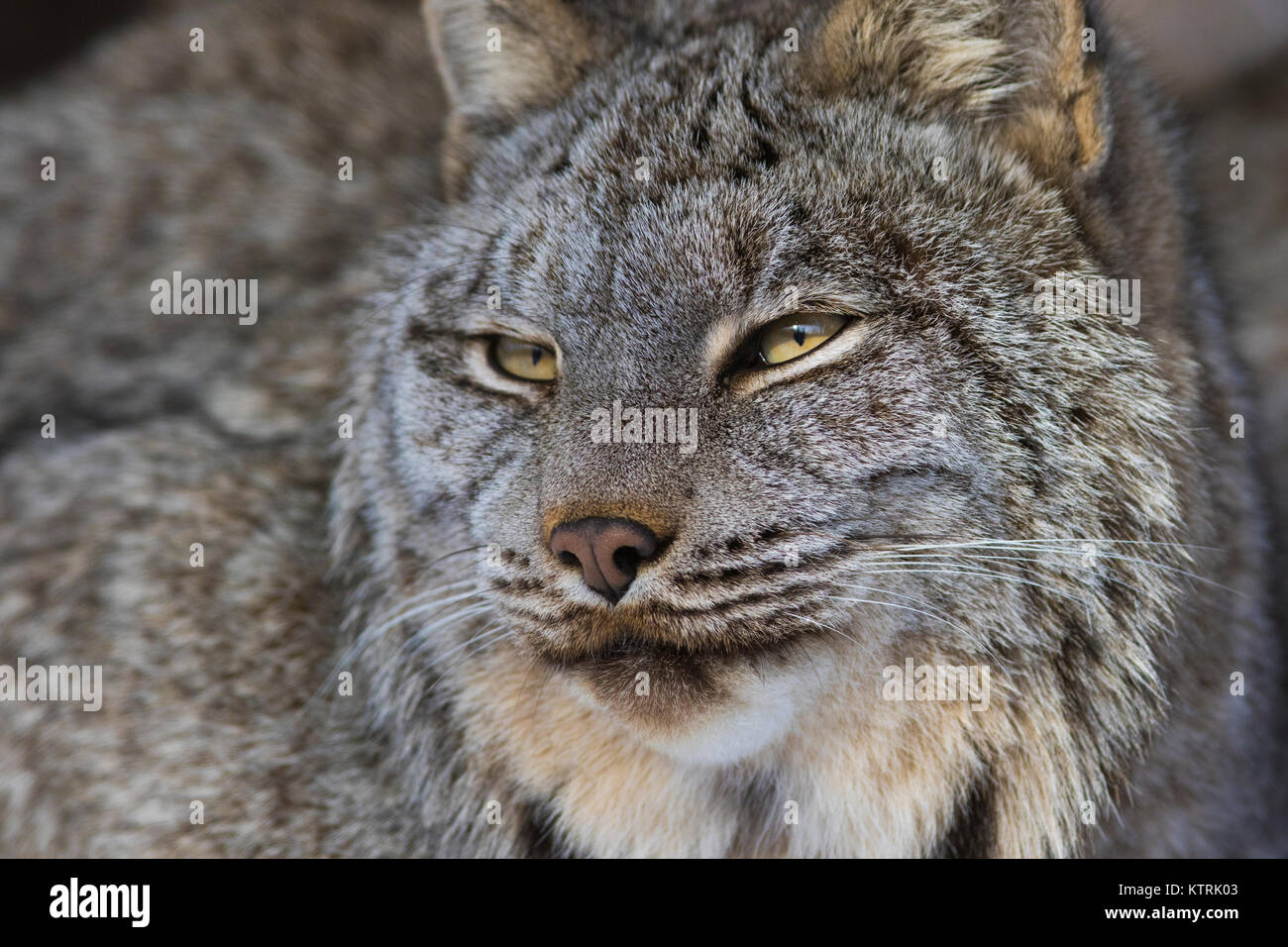 Canada lynx lynx canadensis pair hi-res stock photography and images ...