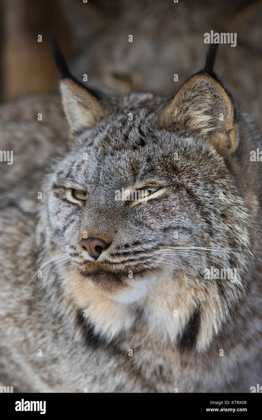 Canada lynx lynx canadensis pair hi-res stock photography and images ...