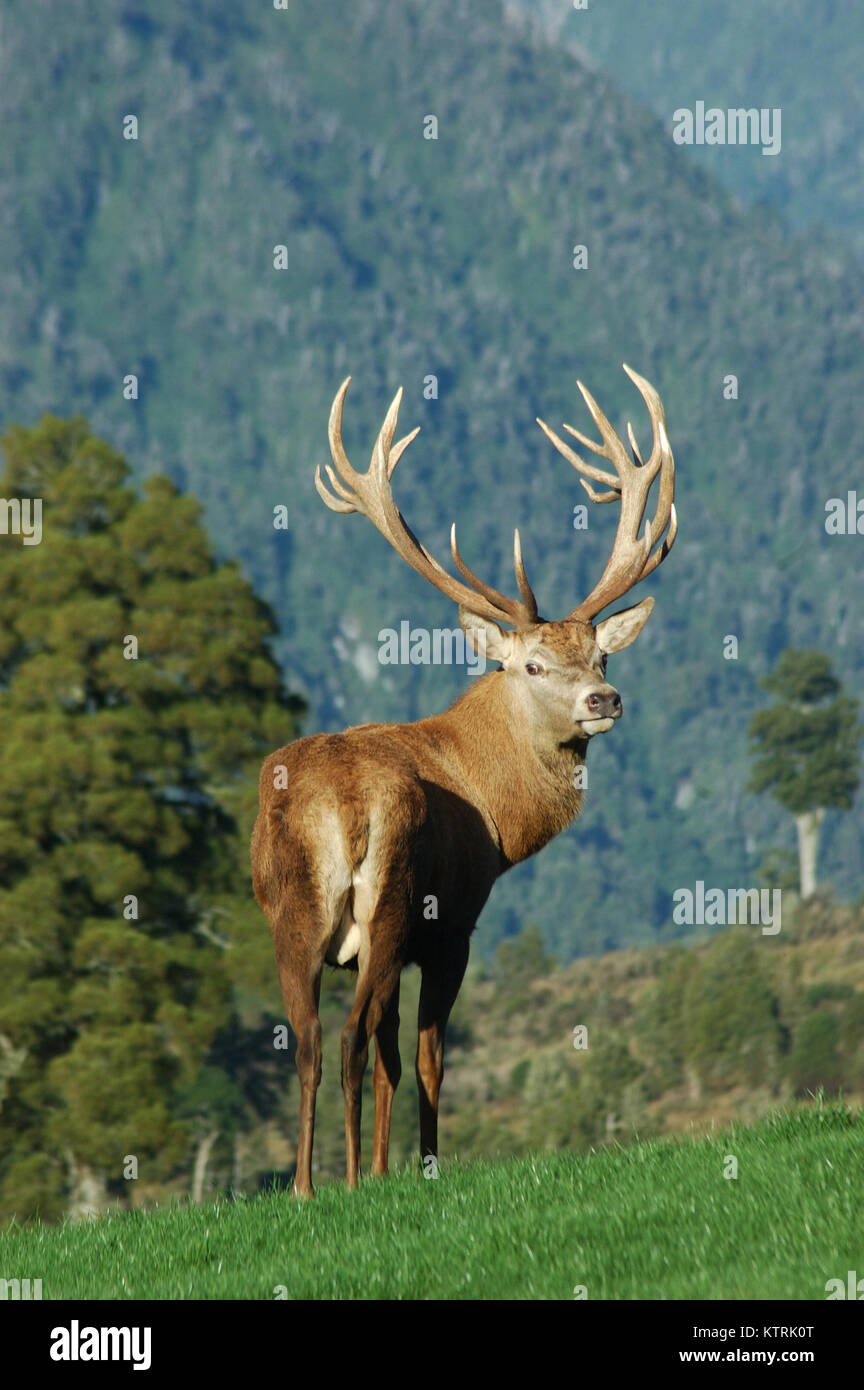 a 16 point red deer stag of 331 SCI, West Coast, South Island, New ...