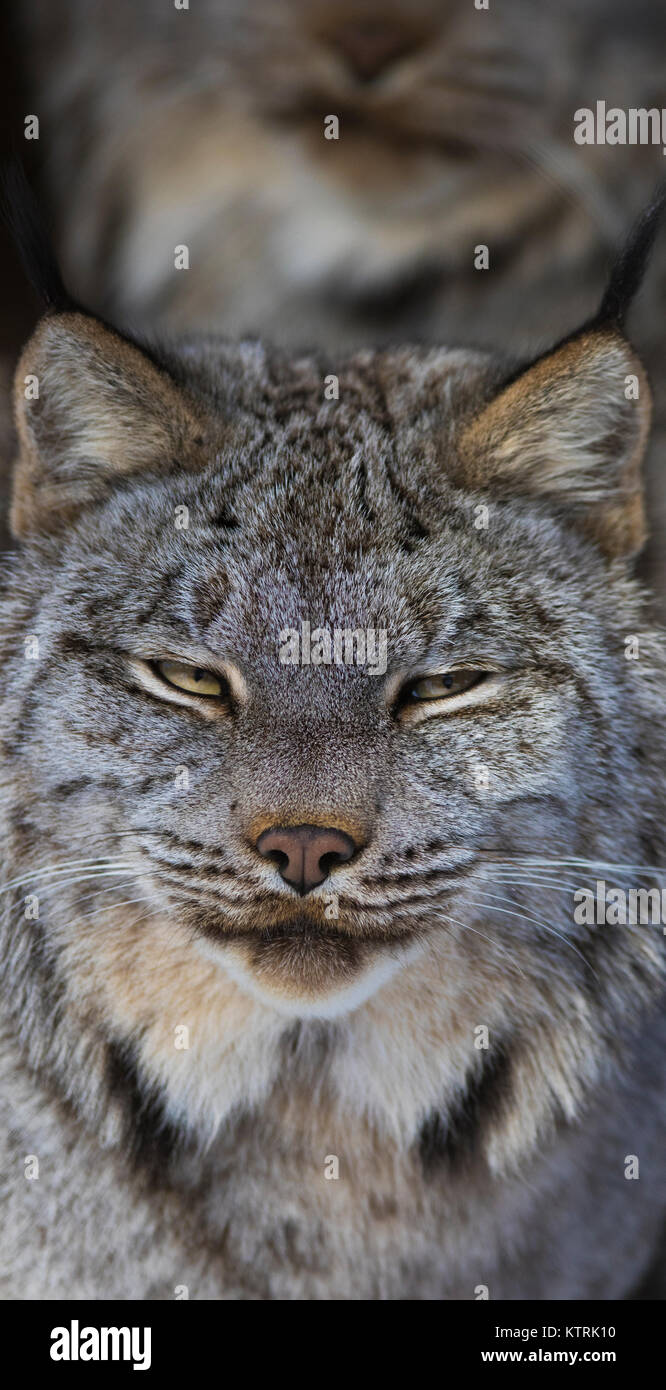 Canada Lynx Lynx Canadensis Portrait High Resolution Stock Photography ...