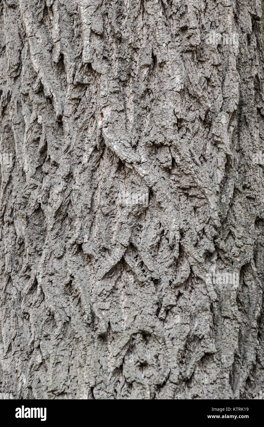 photo of close up of pine tree bark Texture for background Stock Photo ...