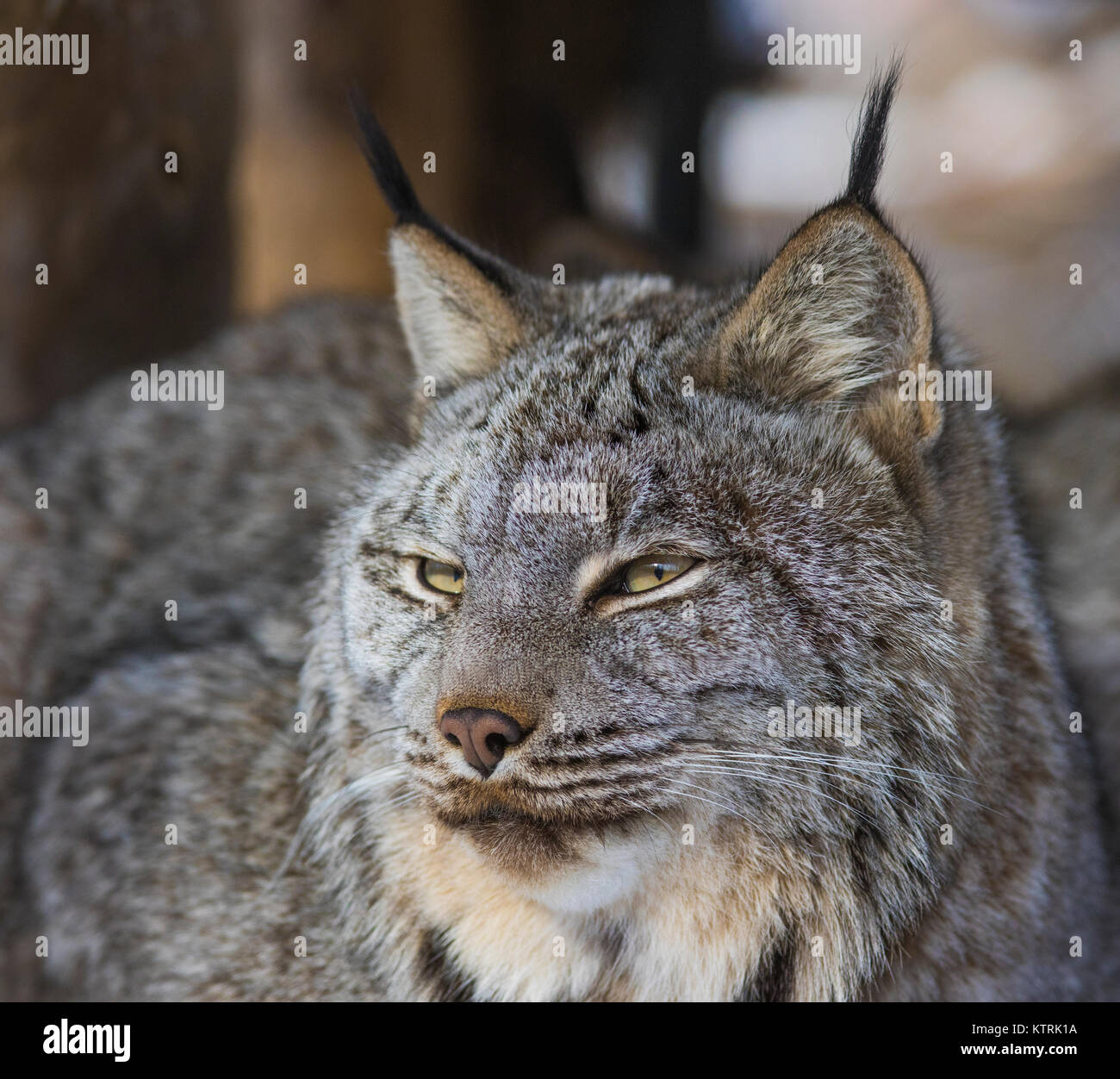 Canada lynx lynx canadensis pair hi-res stock photography and images ...