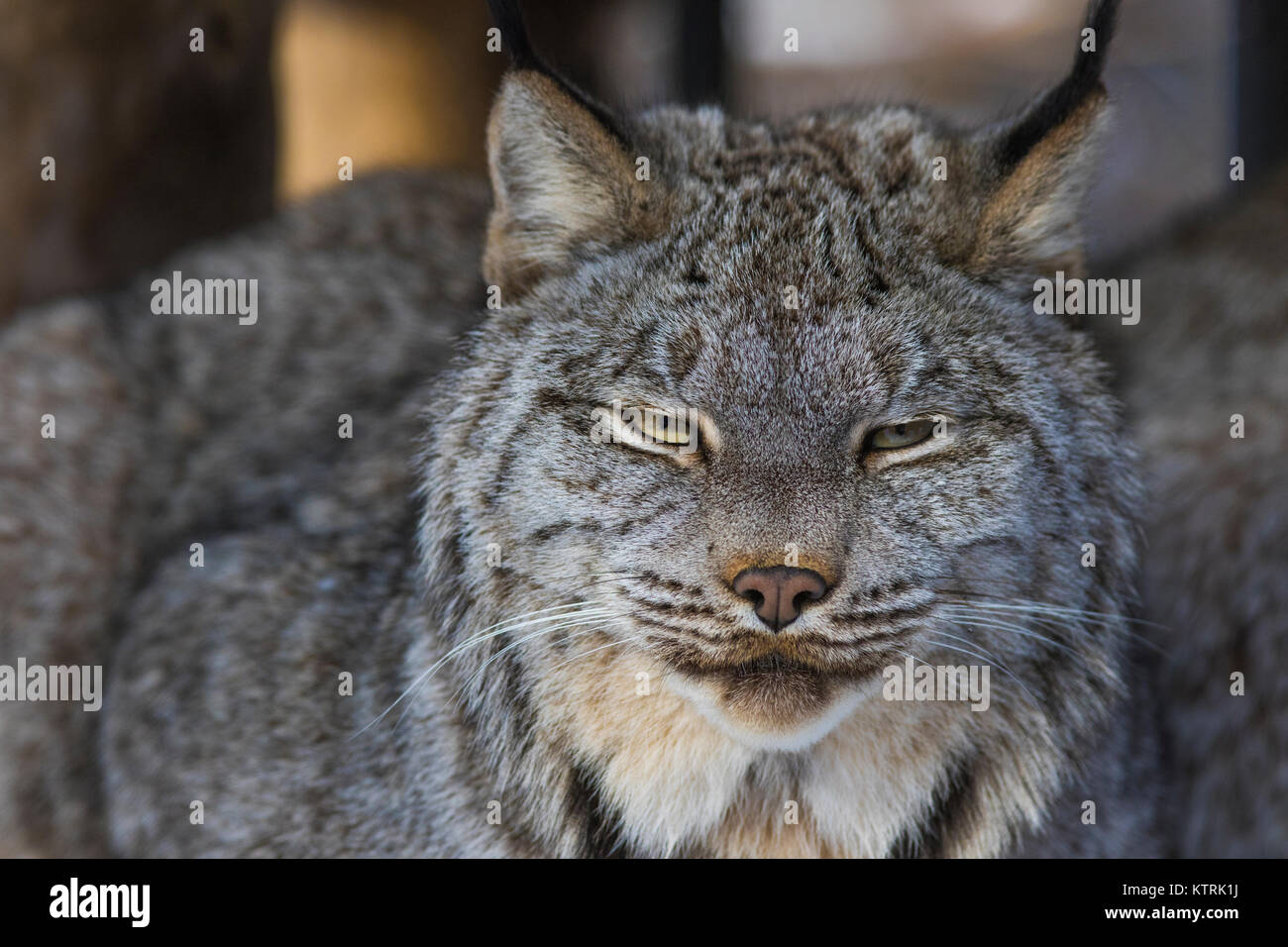 Canada lynx lynx canadensis pair hi-res stock photography and images ...