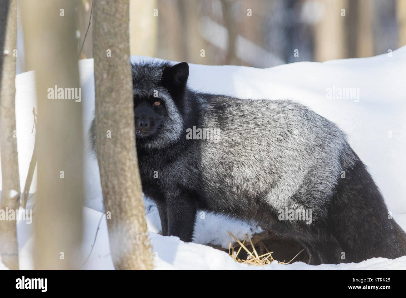 Black Silver fox, melanistic form of the red fox (Vulpes vulpes) in ...