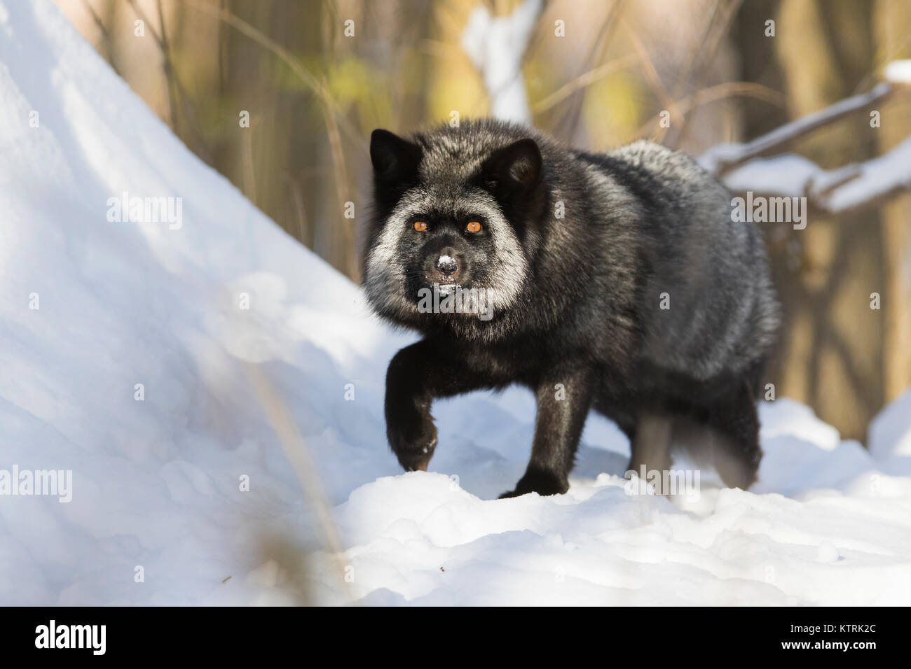 Red fox in mount rainier hi-res stock photography and images - Alamy