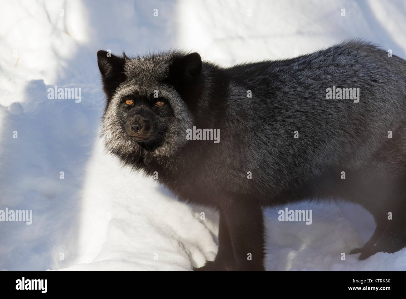 Silver fox dog hi-res stock photography and images - Alamy