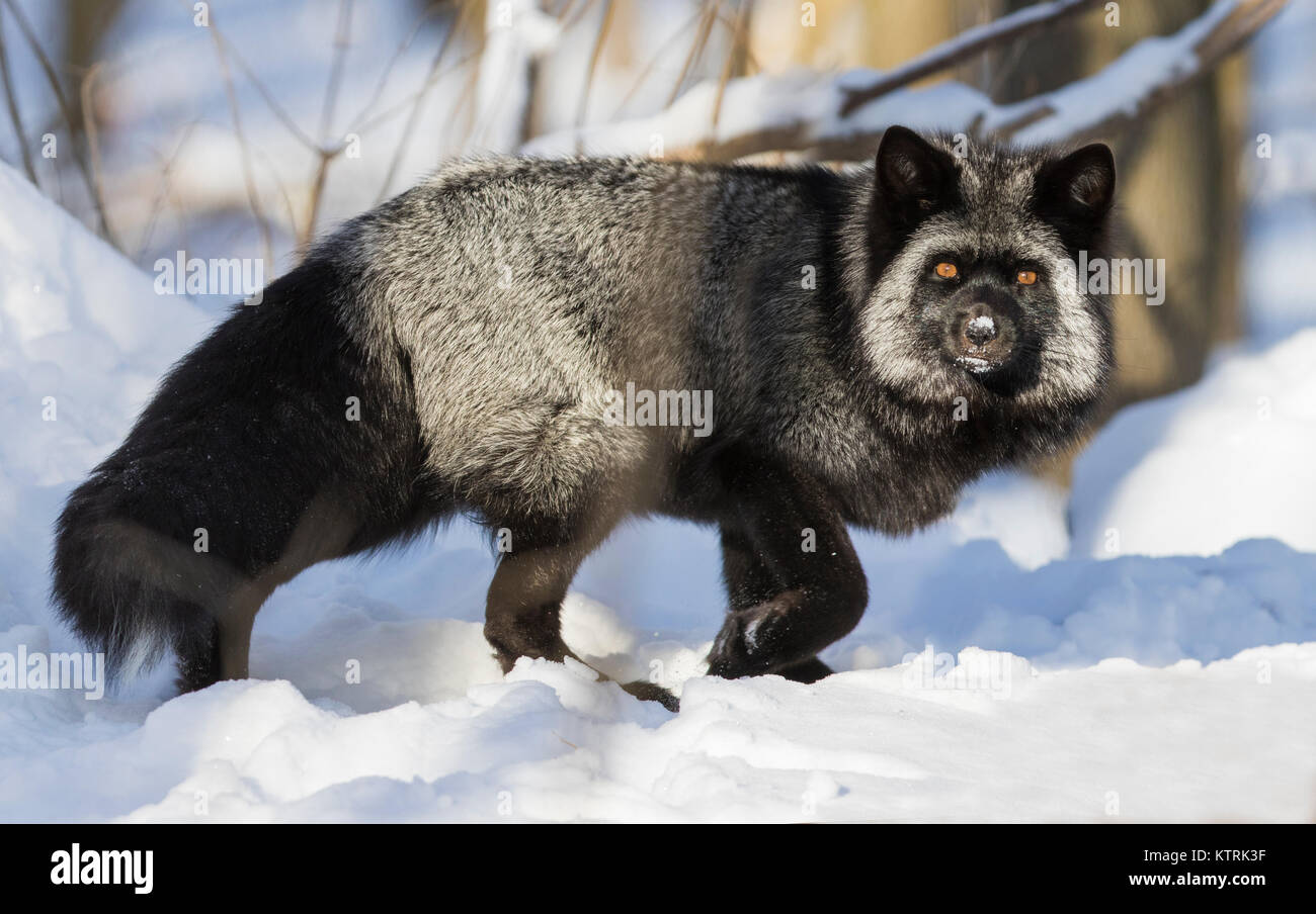 Silver fox pet hi-res stock photography and images - Alamy