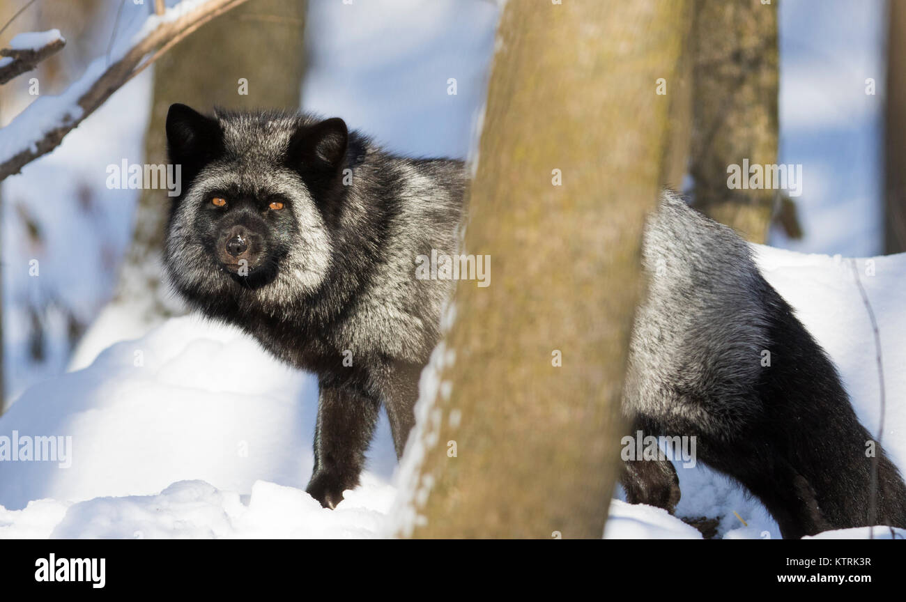 Black Silver fox, melanistic form of the red fox (Vulpes vulpes) in ...