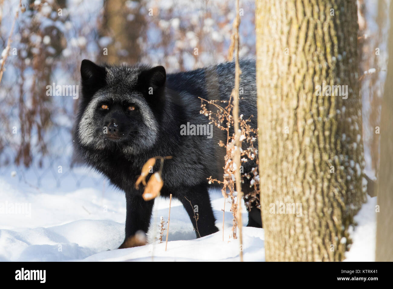 Black Silver fox, melanistic form of the red fox (Vulpes vulpes) in ...