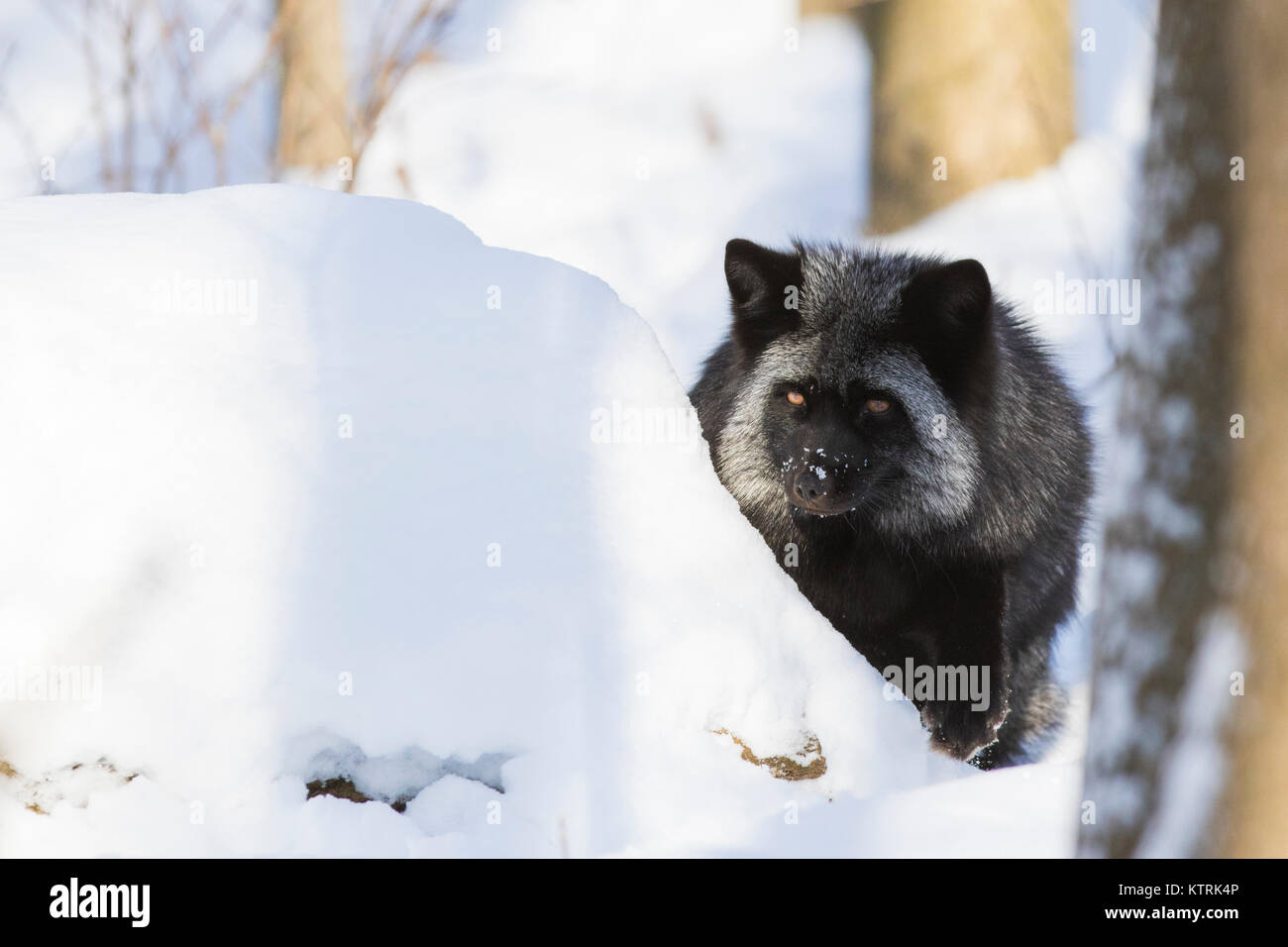 Black Silver fox, melanistic form of the red fox (Vulpes vulpes) in ...